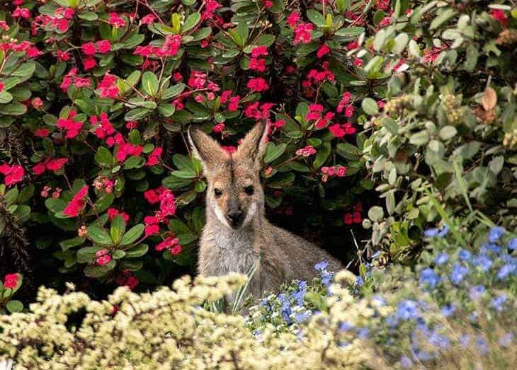 14 Strange Animals You Can Keep As Pets | PUPPYFAQS