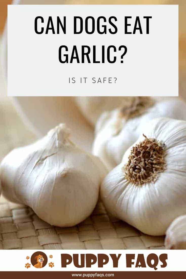 Can Dogs Eat Garlic? | PUPPYFAQS