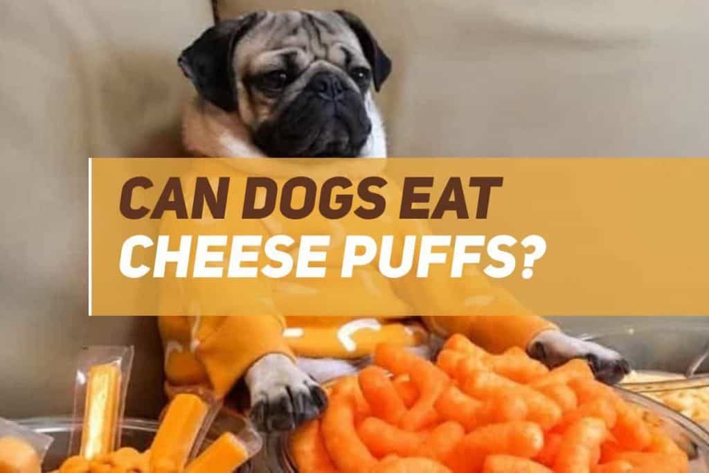 Can Dogs Eat Cheese Puffs? [Cheetos] | PUPPYFAQS