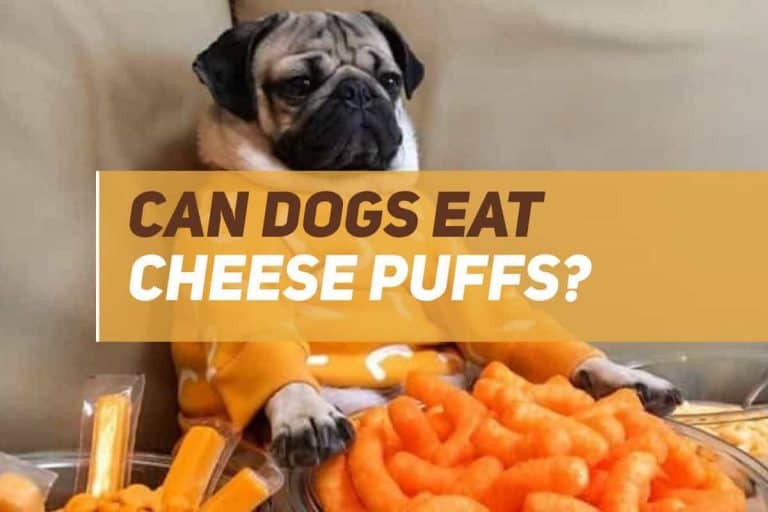 Can Dogs Eat Cheese Puffs? [Cheetos] | PUPPYFAQS
