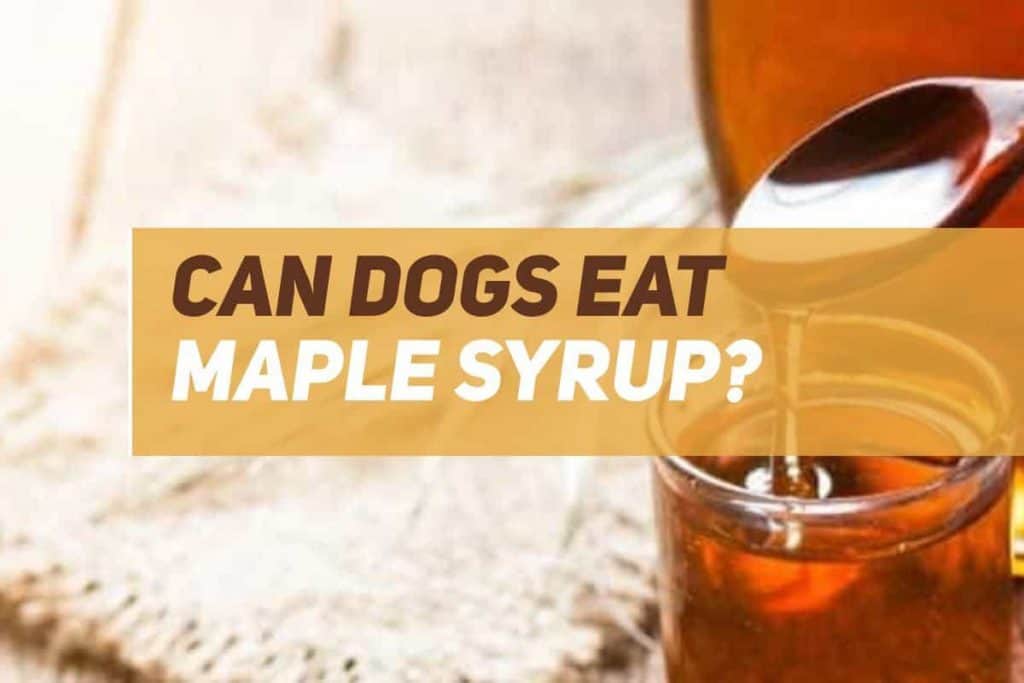 Can Dogs Eat Maple Syrup? | PUPPYFAQS
