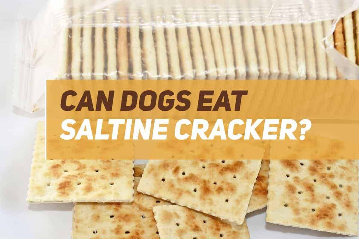 Can Dogs Eat Saltine Crackers? | PUPPYFAQS