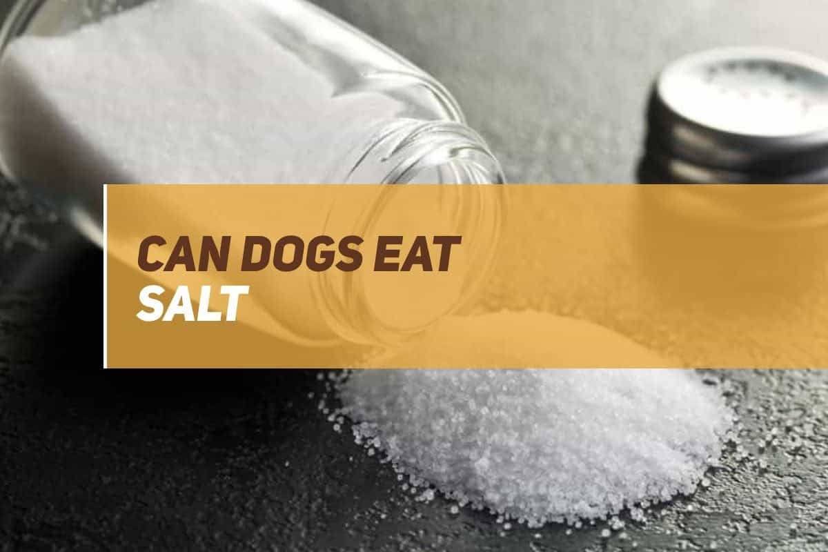 Can Dogs Eat Salt? | PUPPYFAQS