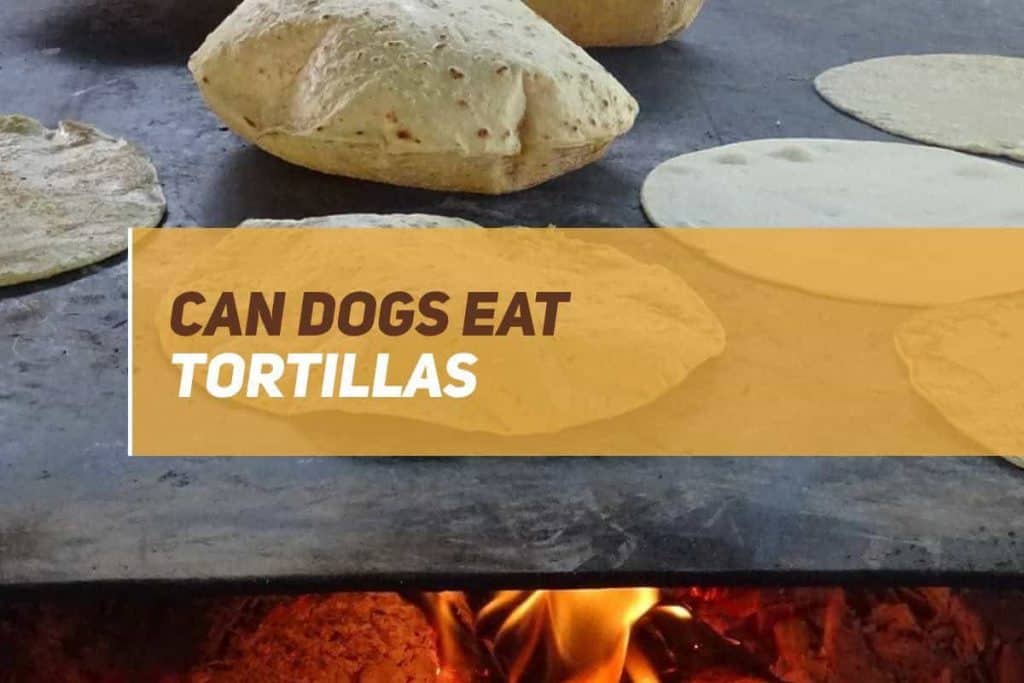 Can Dogs Eat Tortillas? | PUPPYFAQS