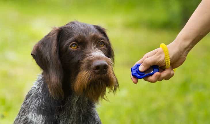 Should I Use A Clicker To Train My Puppy? | PUPPYFAQS